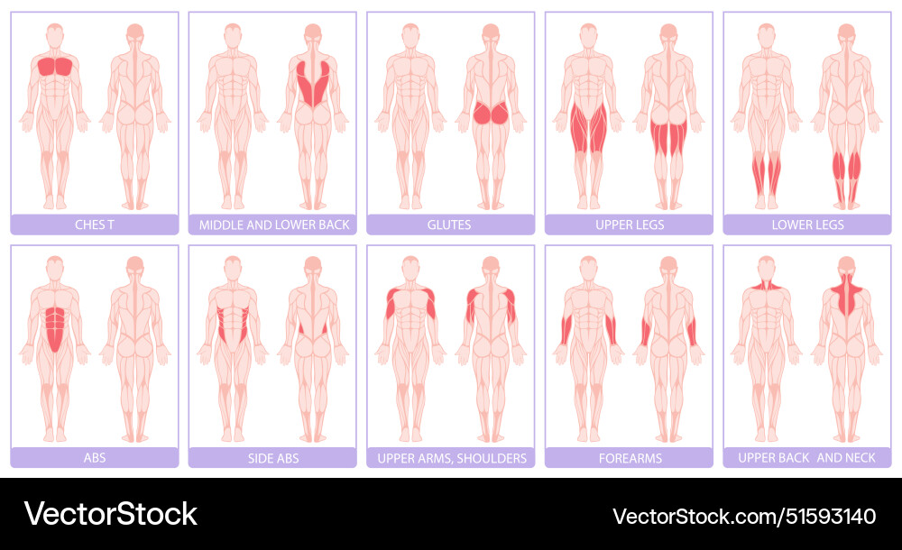 Anatomy Muscle Group Chart - Human Body Royalty Free Vector