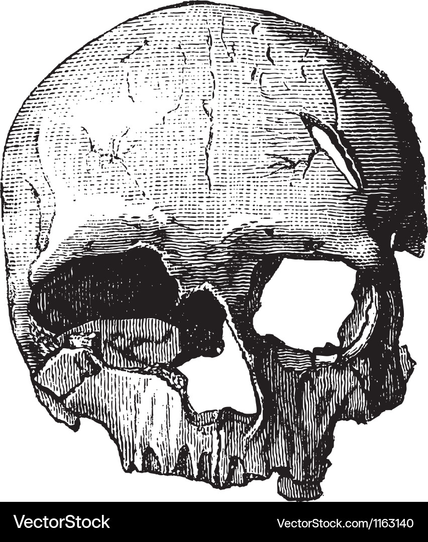 Detailed Skull Illustration Royalty Free Vector Image