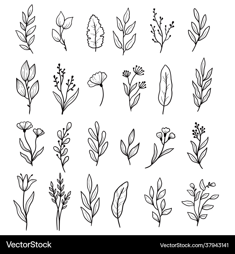 Hand drawn set floral leaf flower branch Vector Image