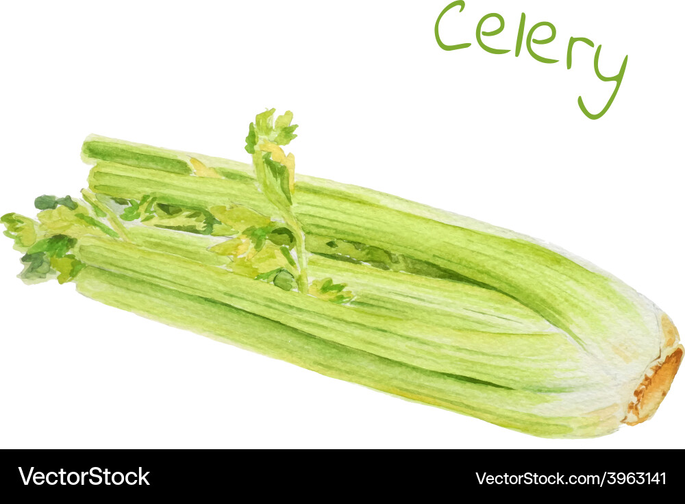 Celery Watercolor Vector Images (56)