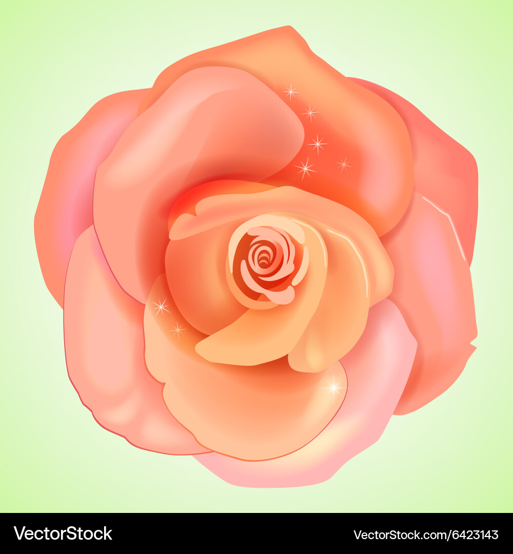 Elegant Pink Rose Royalty Free Vector Image - VectorStock