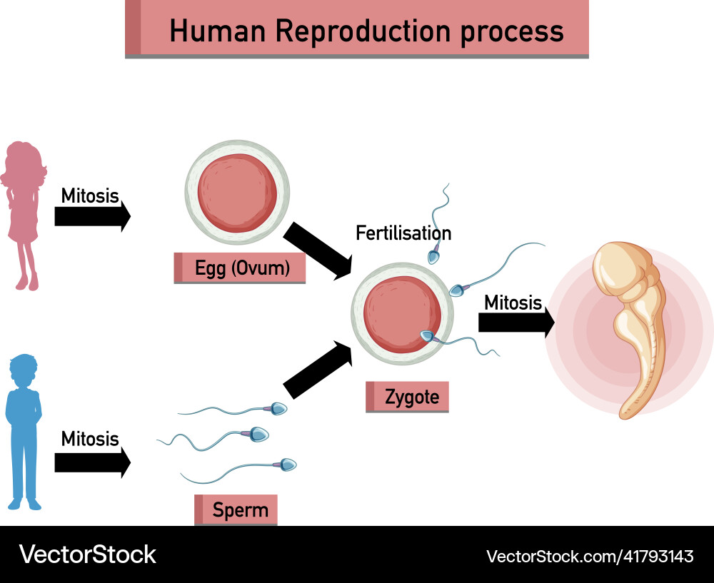 Human reproduction process infographic Royalty Free Vector