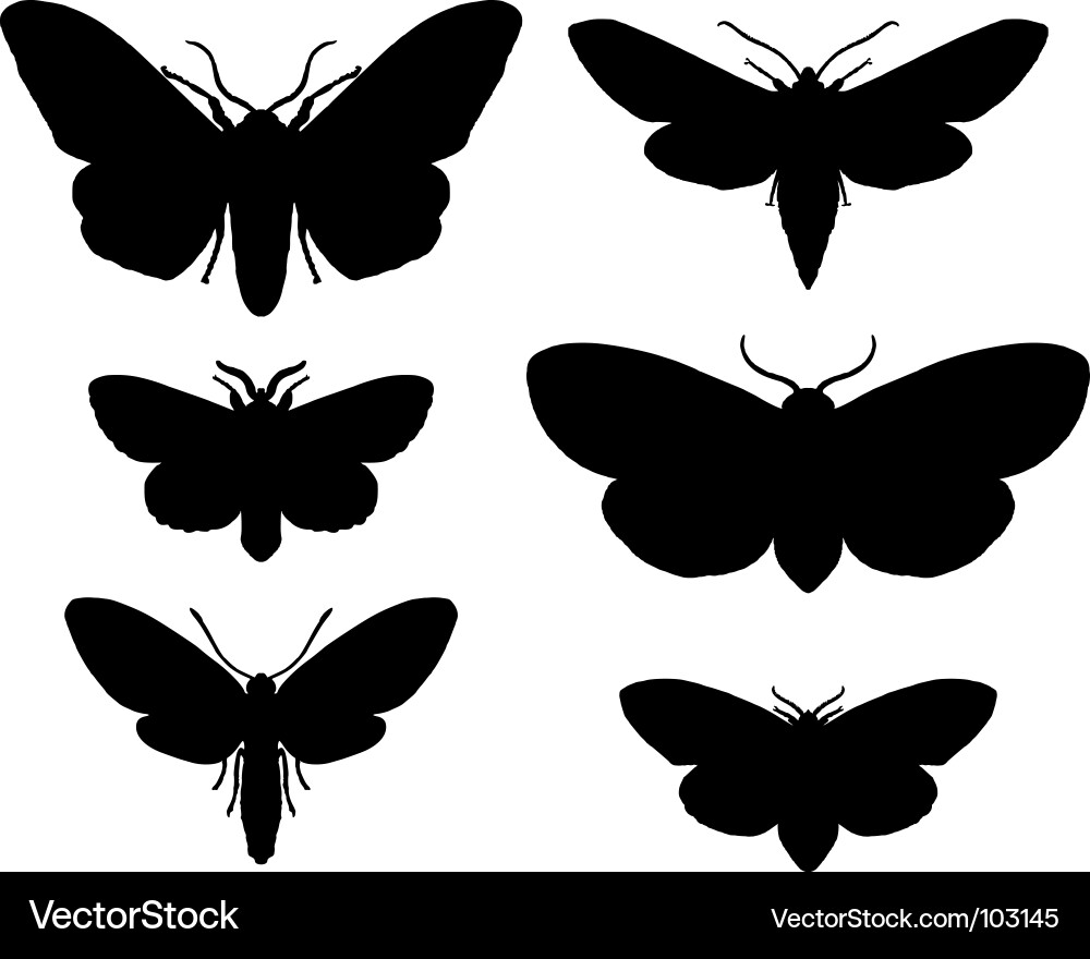 Moth Silhouette Royalty Free Vector Image - VectorStock