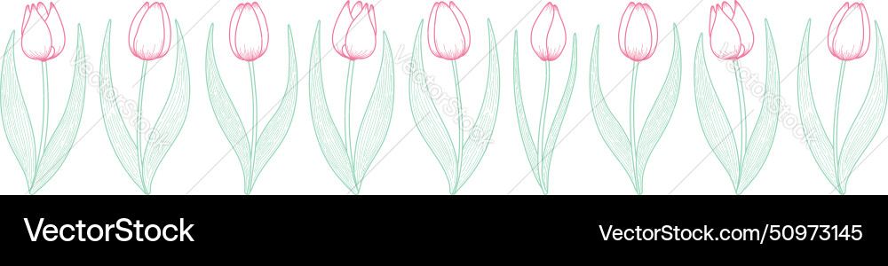 Tulip flowers horizontal border Royalty Free Vector Image