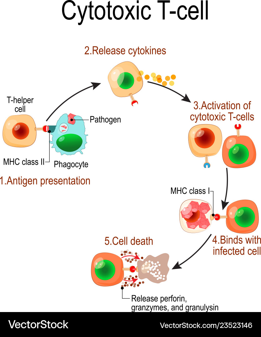 Cytotoxic T Cells Activation