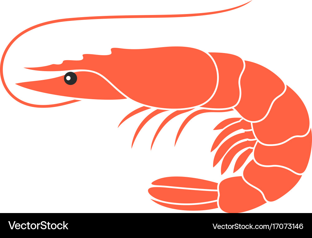 Shrimp Royalty Free Vector Image - VectorStock