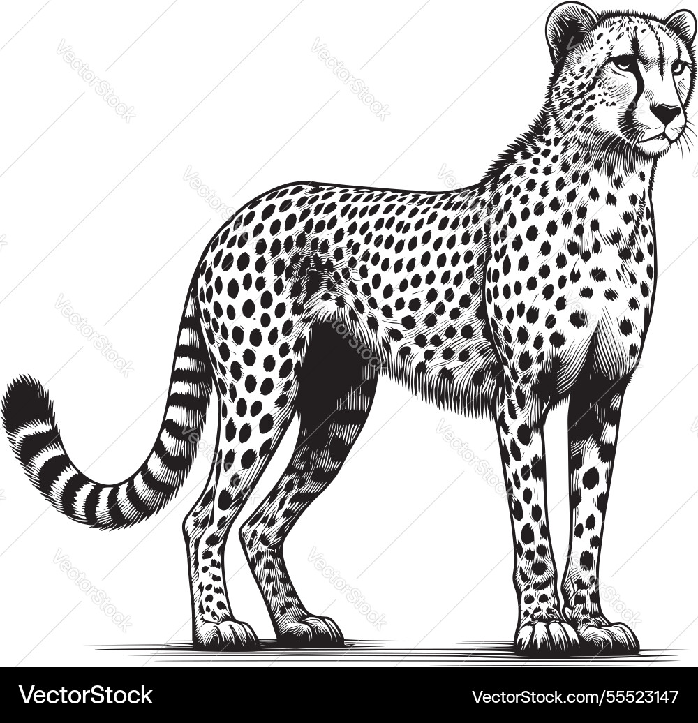 Cheetah Royalty Free Vector Image - VectorStock