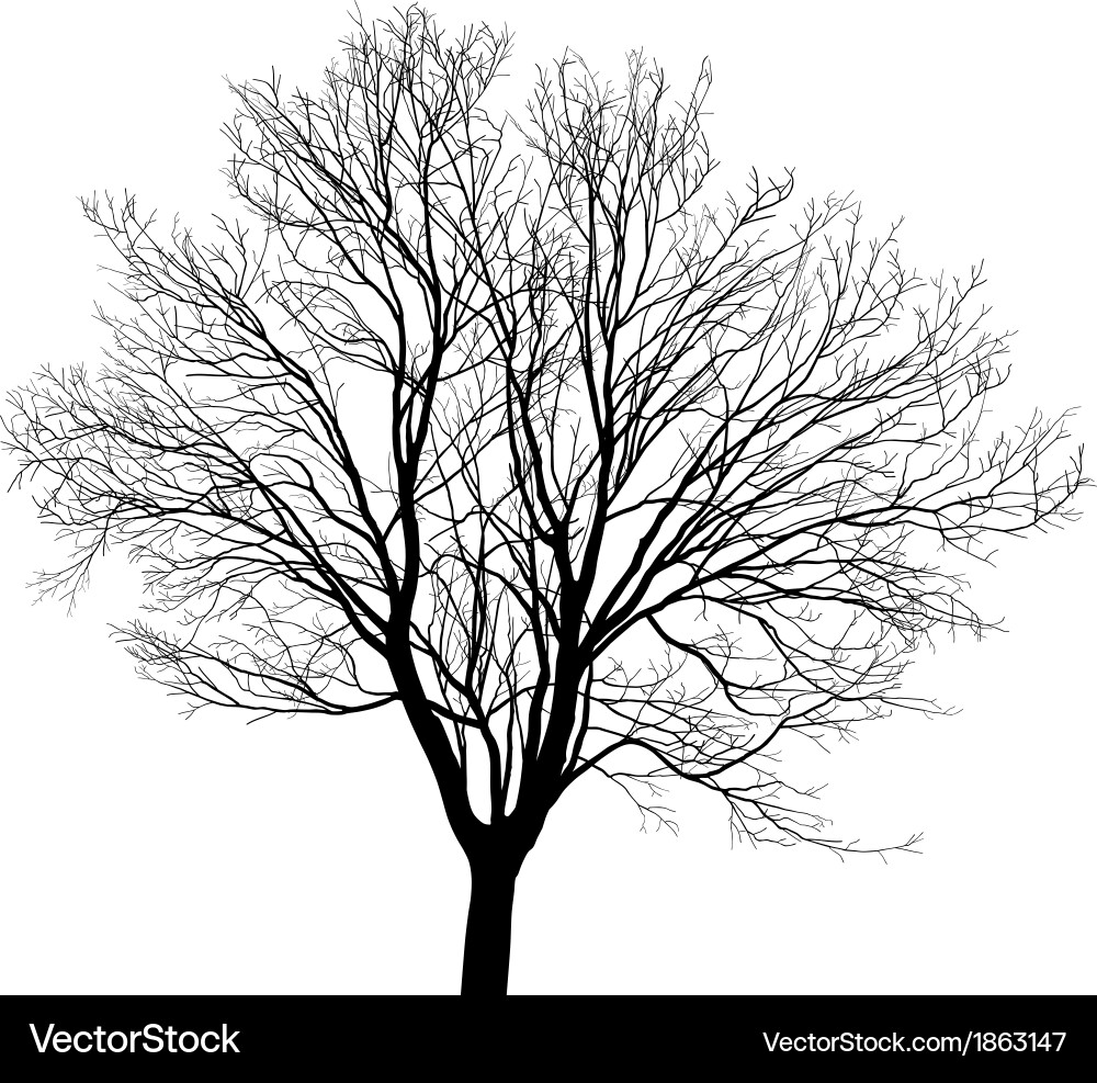 Maple young tree Royalty Free Vector Image - VectorStock