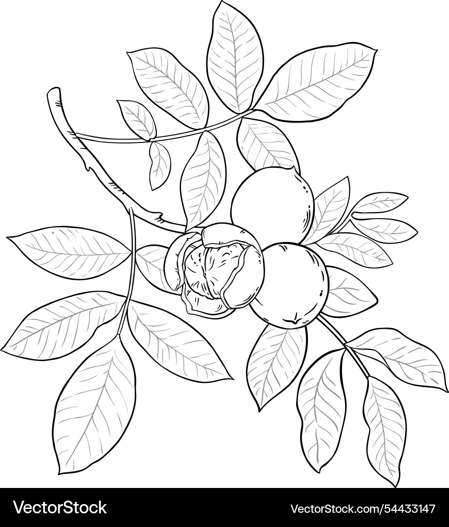 Walnut branch isolated outline Royalty Free Vector Image