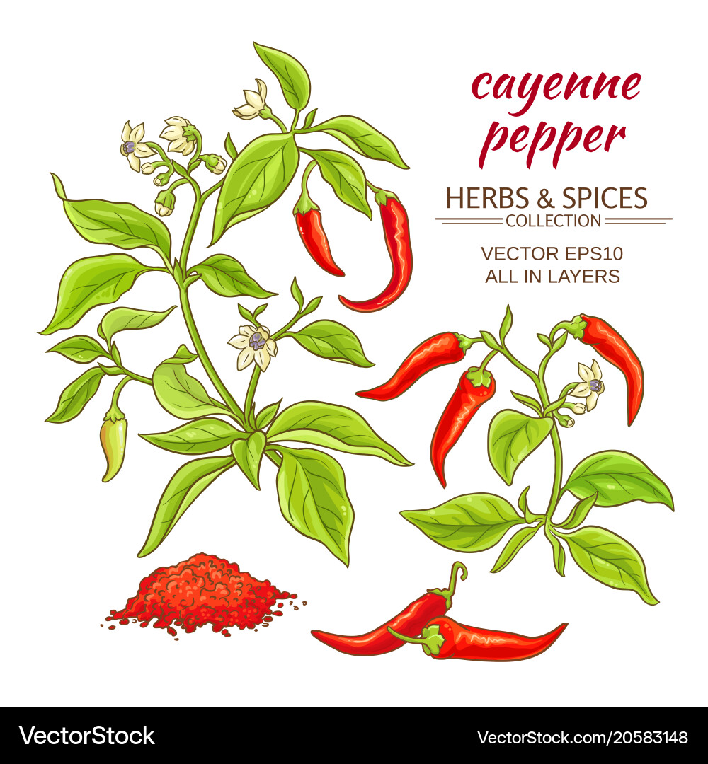 Cayenne pepper set Royalty Free Vector Image - VectorStock