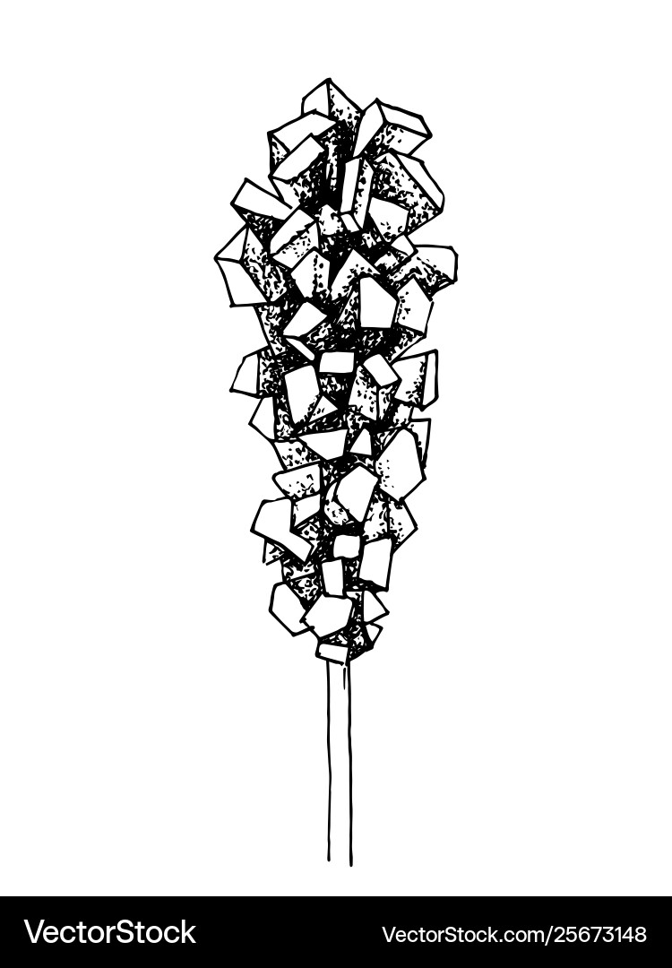 Sugar crystals on wood stick Royalty Free Vector Image