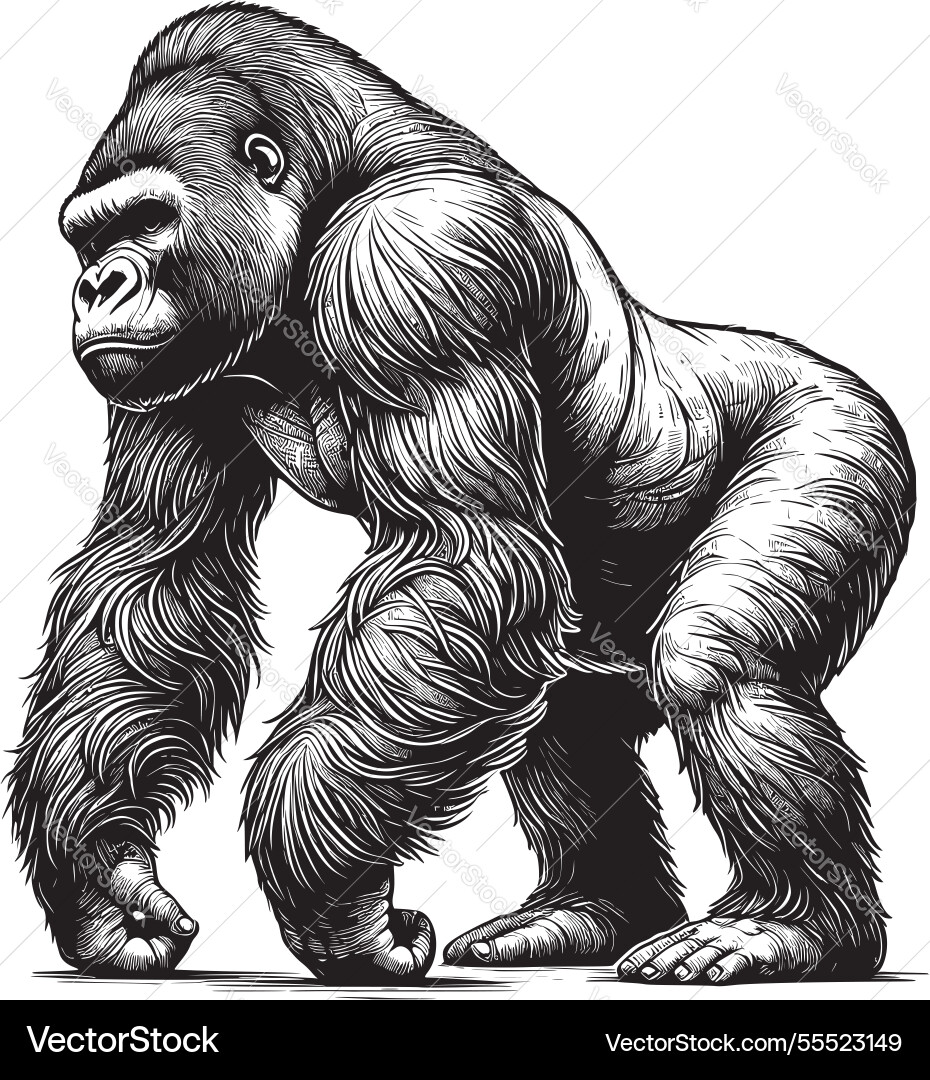 Gorilla Royalty Free Vector Image - VectorStock