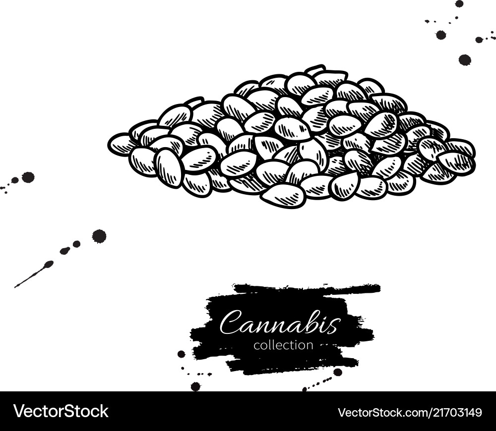 Hemp seed heap drawing hand drawn Royalty Free Vector Image