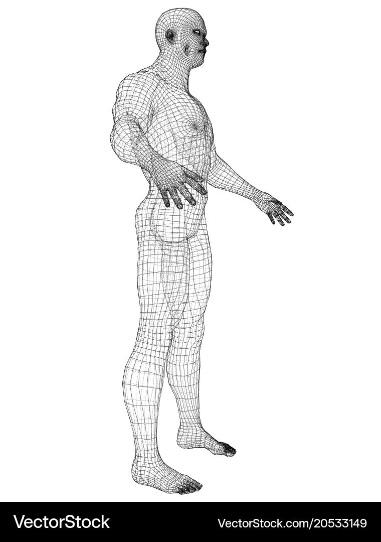 Wire frame athlete body on white background Vector Image