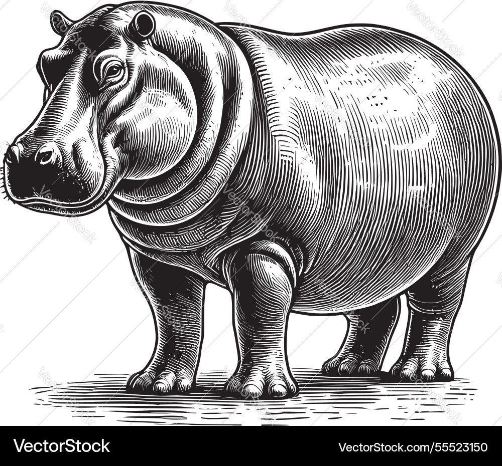 Hippo Royalty Free Vector Image - VectorStock