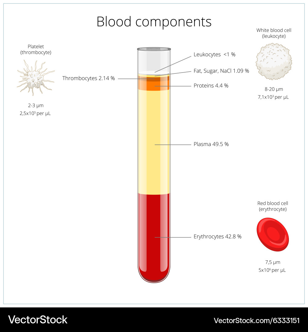 Blood Component Analysis Royalty Free Vector Image