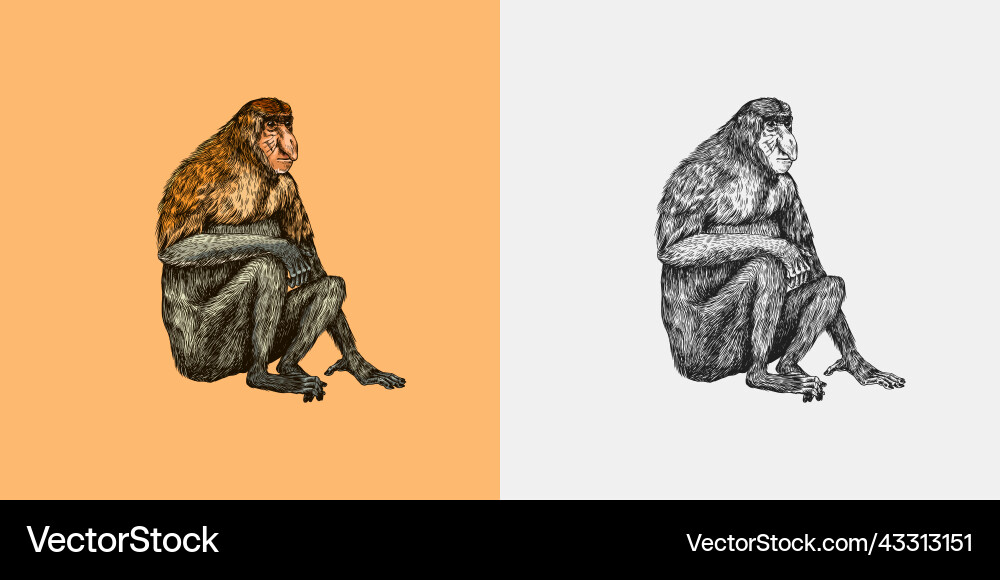 Proboscis monkey or long nosed animal in vintage Vector Image