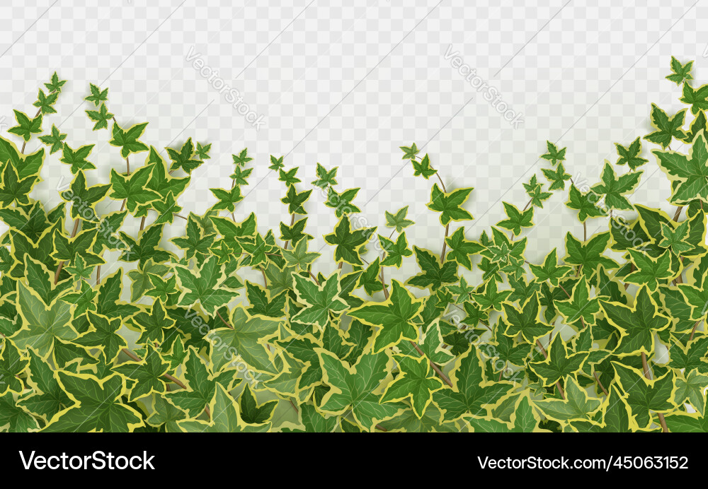 Realistic ivy background png on transparent Vector Image