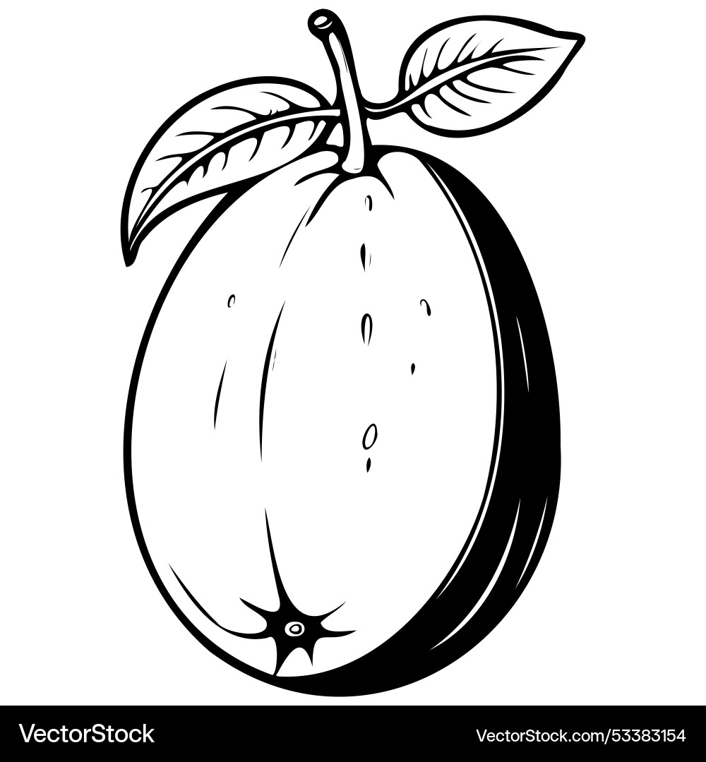 Fascell mango drawing vintage fruit image Vector Image