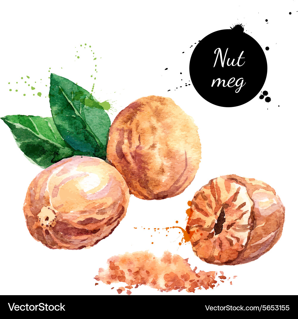 Hand drawn watercolor painting nut on white Vector Image