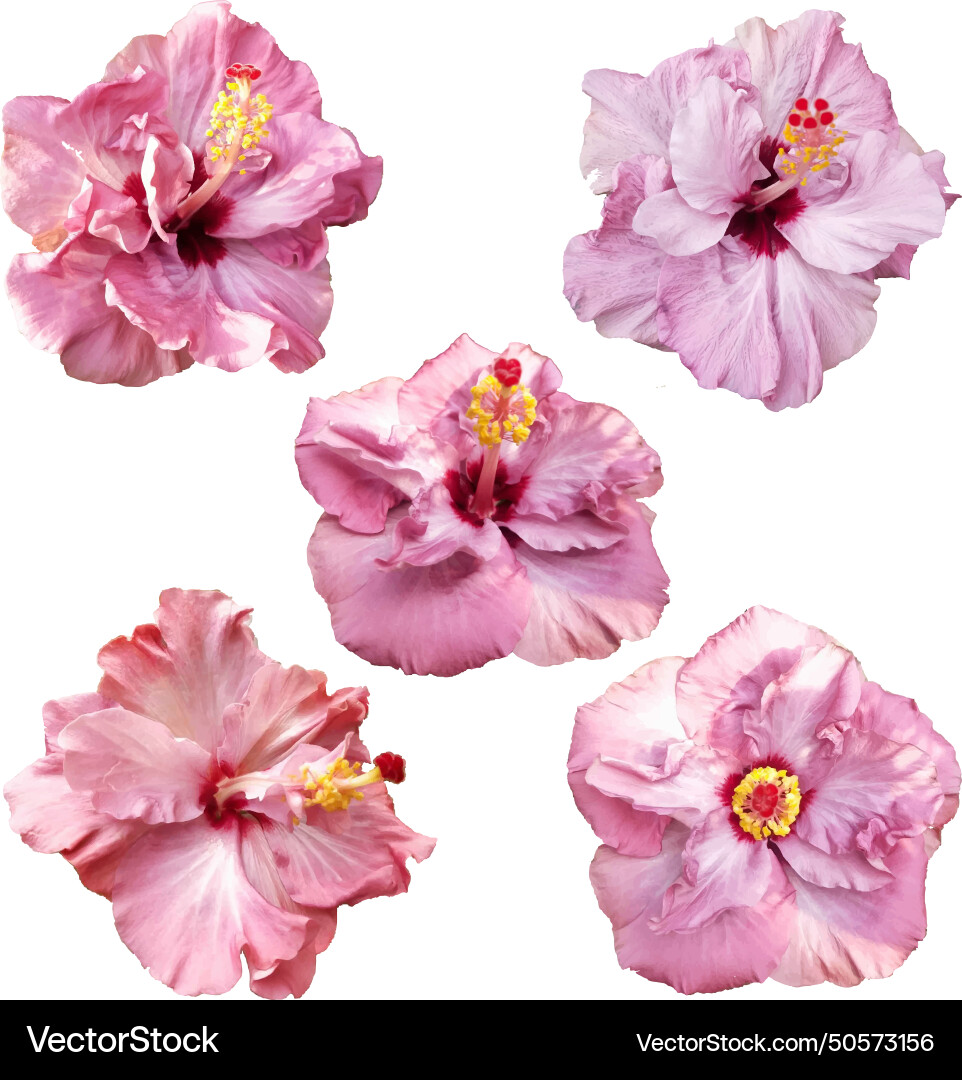 Beautiful double tropical hibiscus rosa sinensis Vector Image
