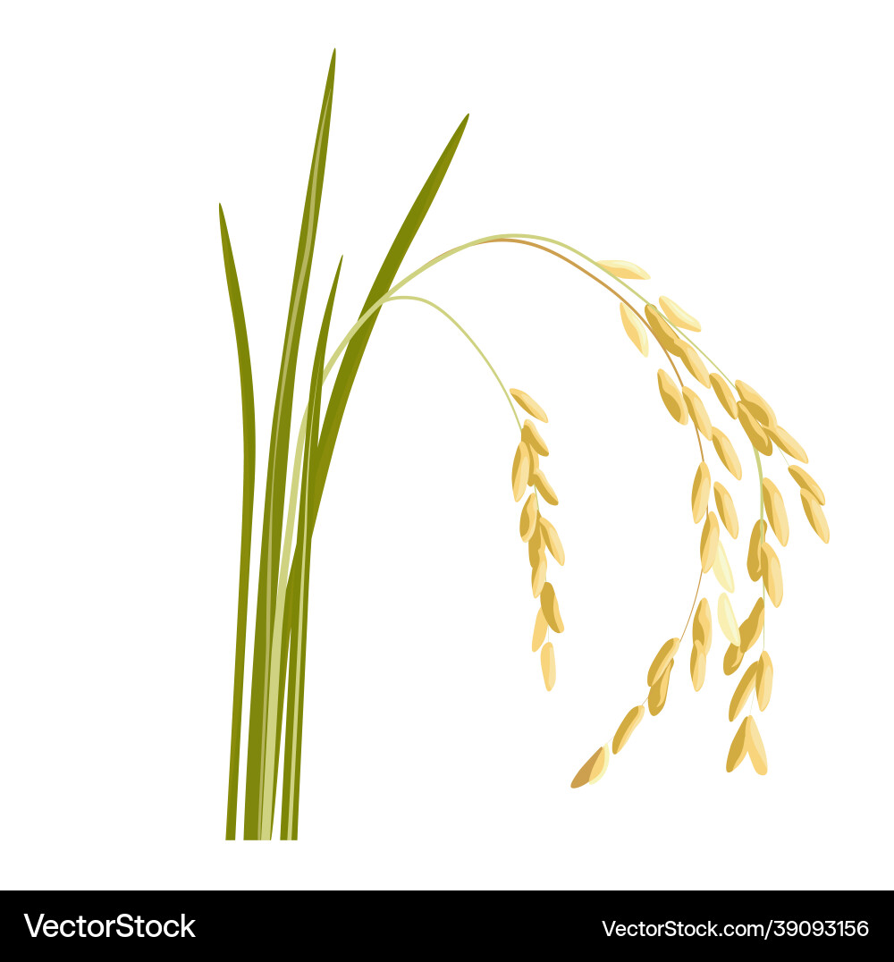 Rice Panicle Vector Images (over 580)