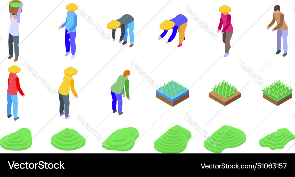 Green paddy terraces icons set isometric Vector Image