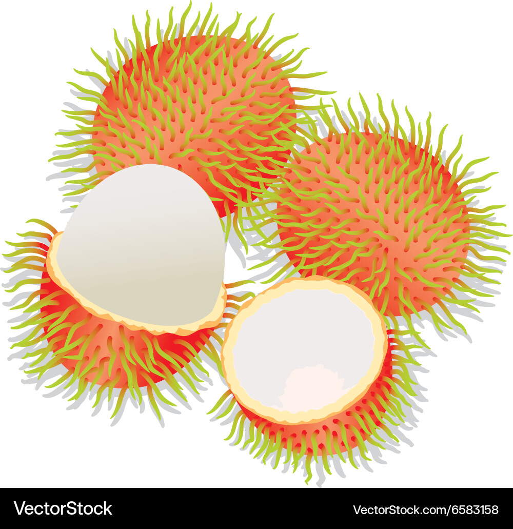 Rambutan Royalty Free Vector Image - VectorStock