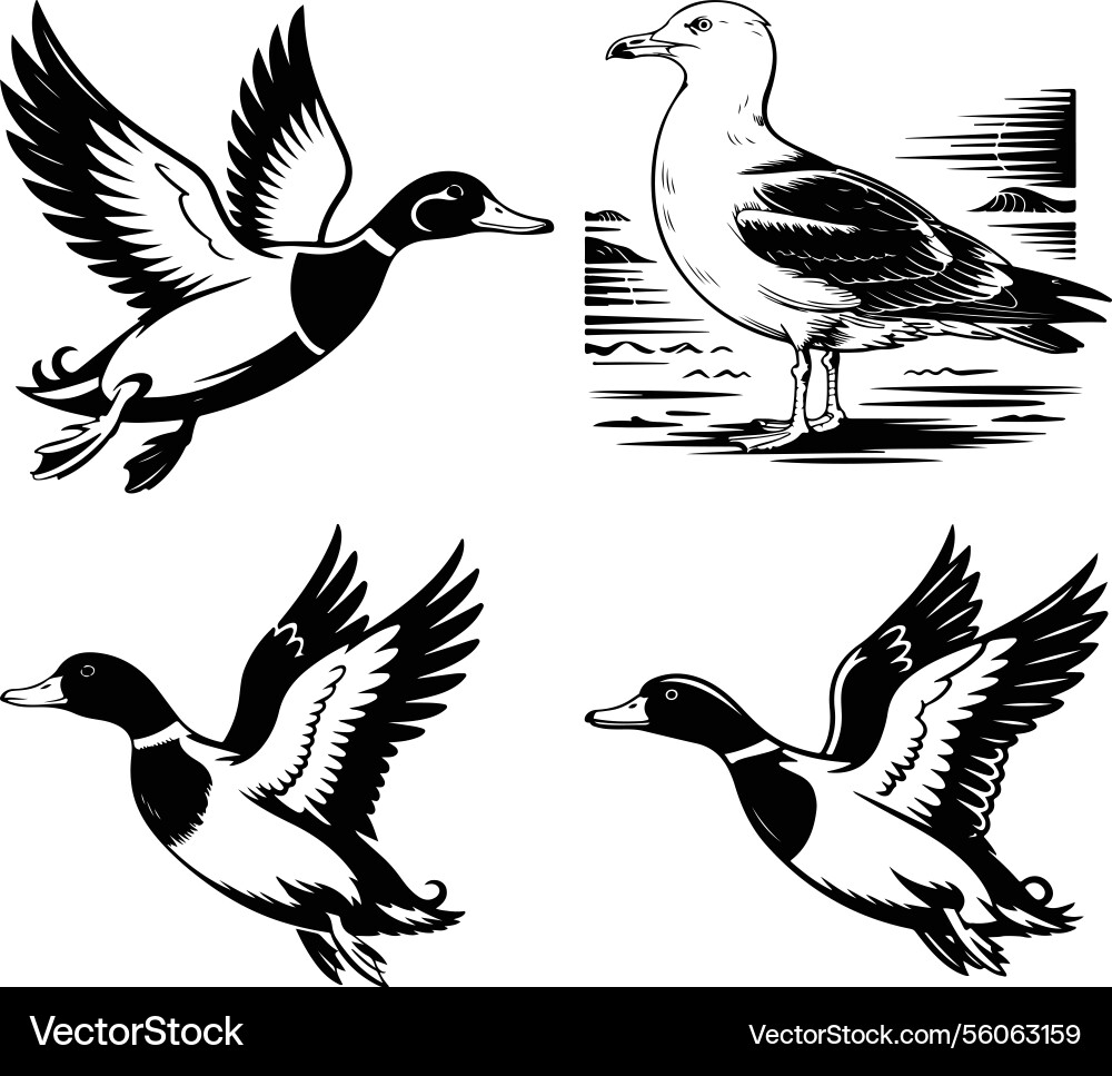 Albatross line art silhouette Royalty Free Vector Image