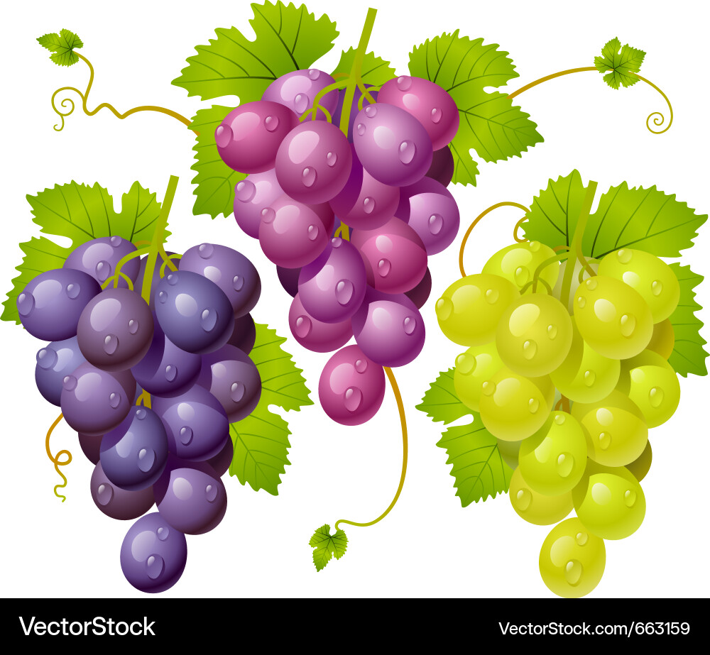Bunch of grapes Royalty Free Vector Image - VectorStock