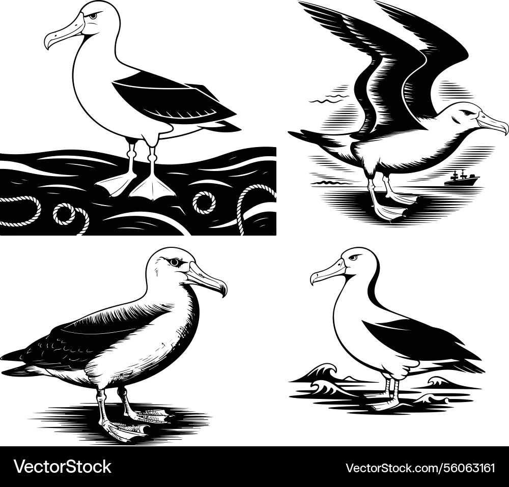 Albatross line art silhouette Royalty Free Vector Image