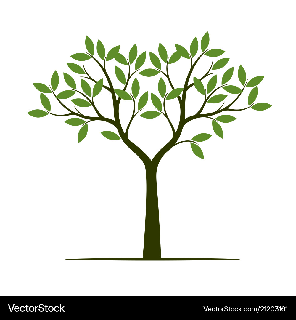 Green spring tree Royalty Free Vector Image - VectorStock