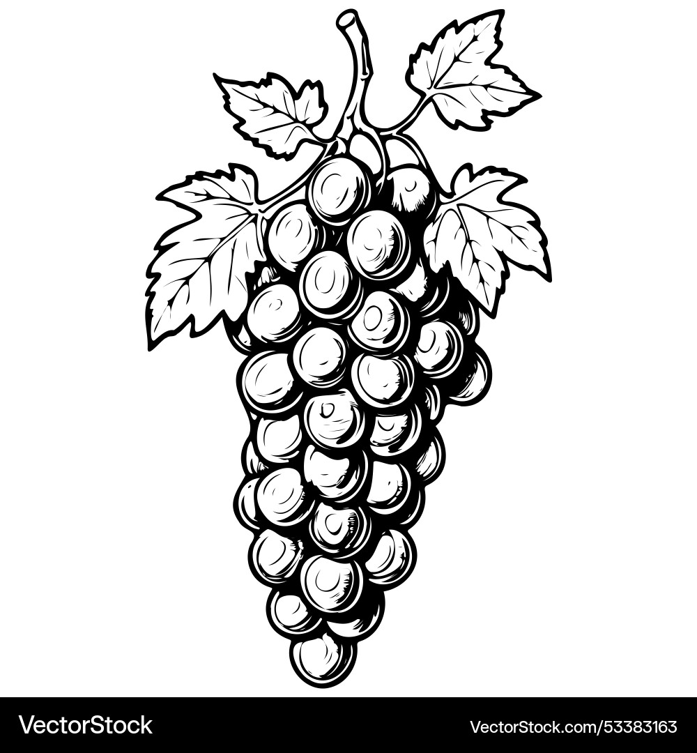 Kyoho grape of hand drawn fruit transparent Vector Image