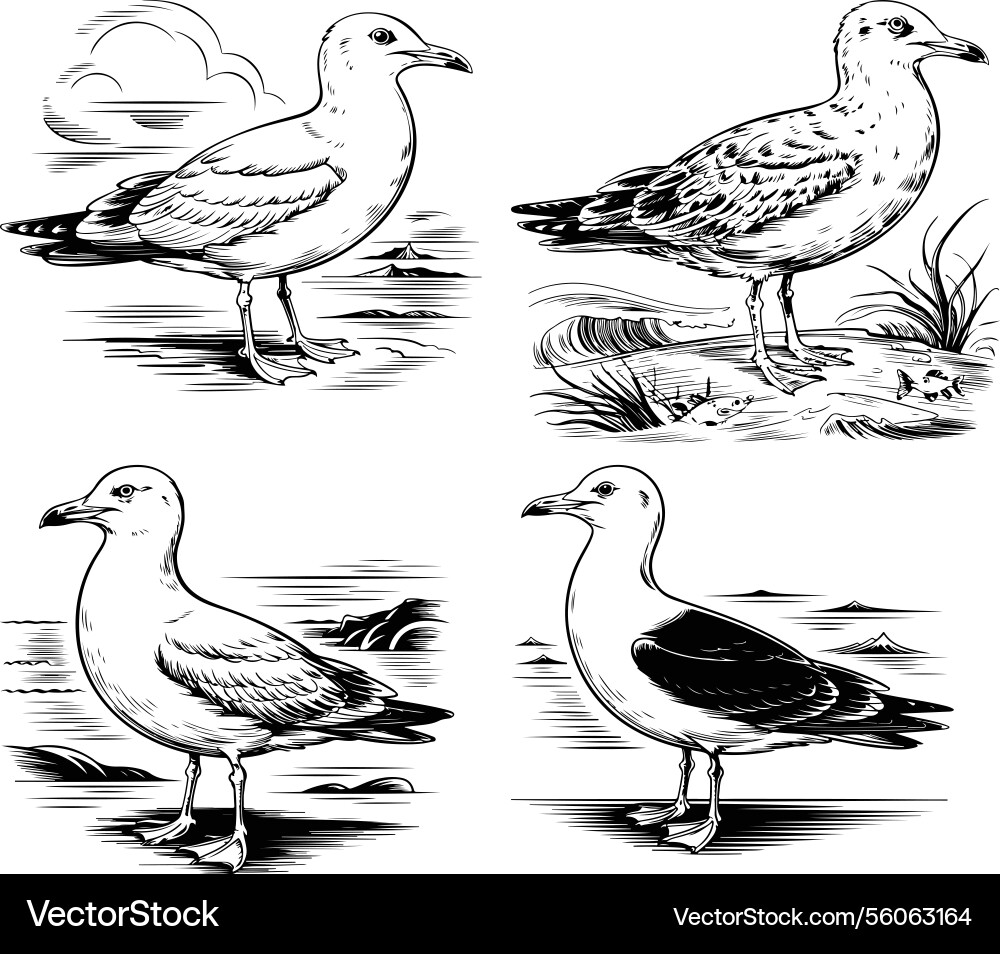 Albatross line art silhouette Royalty Free Vector Image