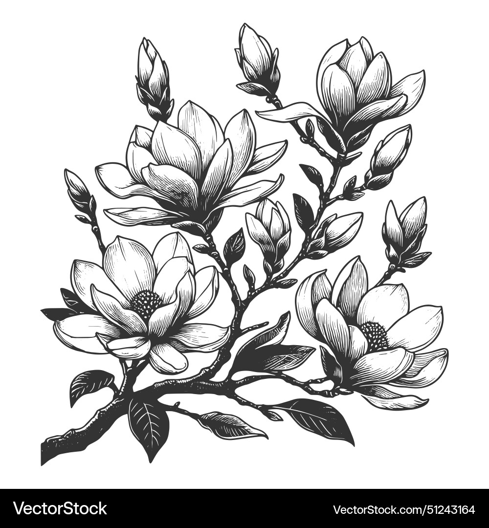 Botanical magnolia branch engraving Royalty Free Vector