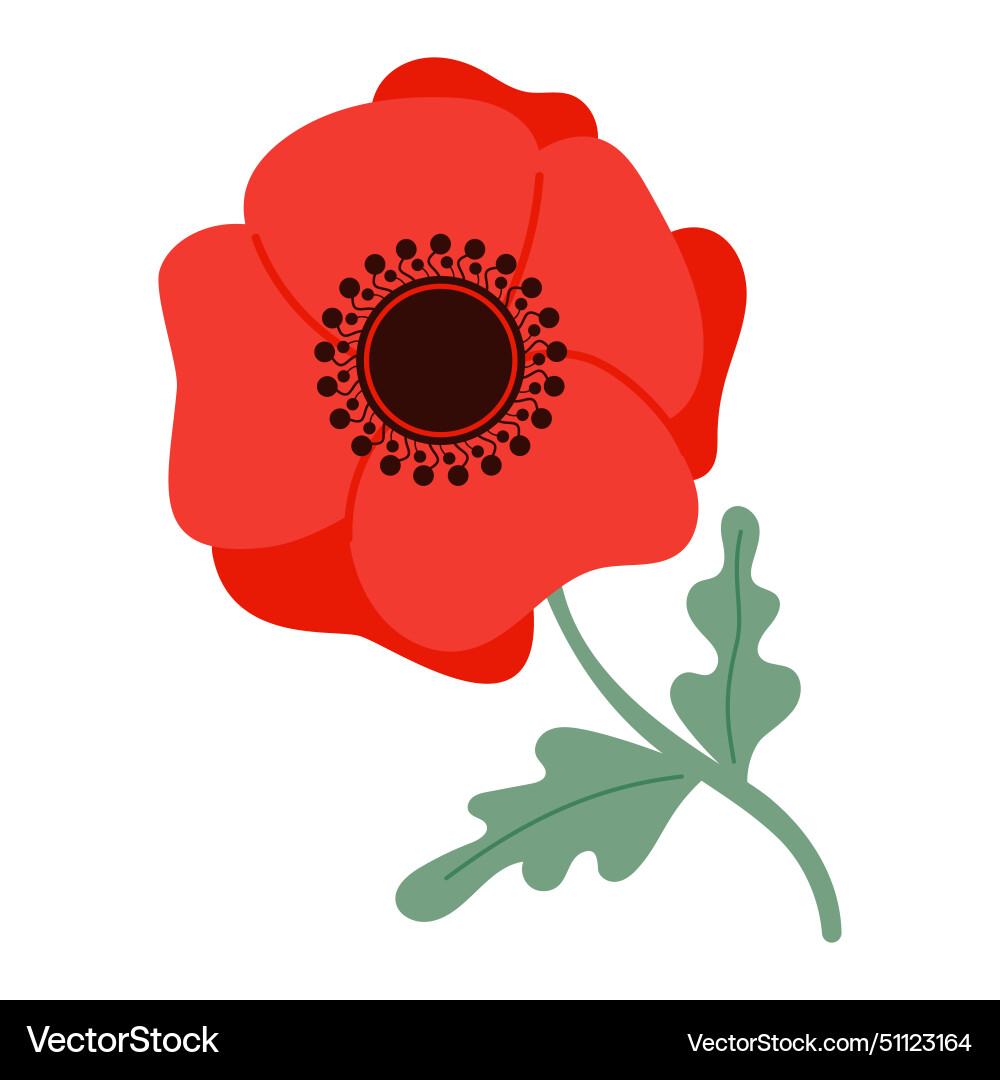 Red poppy flower Royalty Free Vector Image - VectorStock