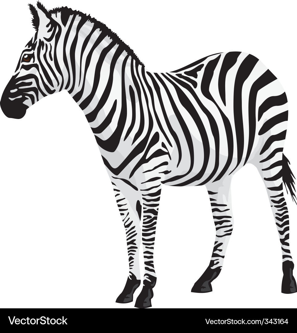 Zebra Royalty Free Vector Image - VectorStock