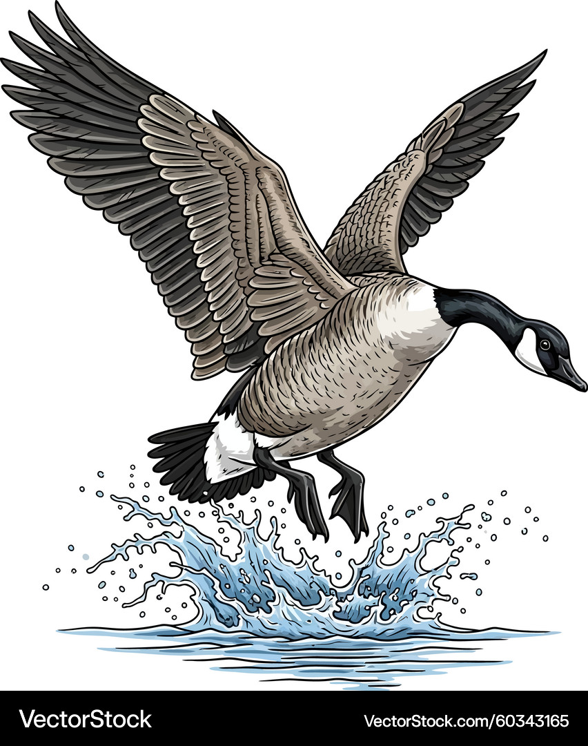 Canada Goose Taking Off from Water – Royalty-Free Vector | VectorStock
