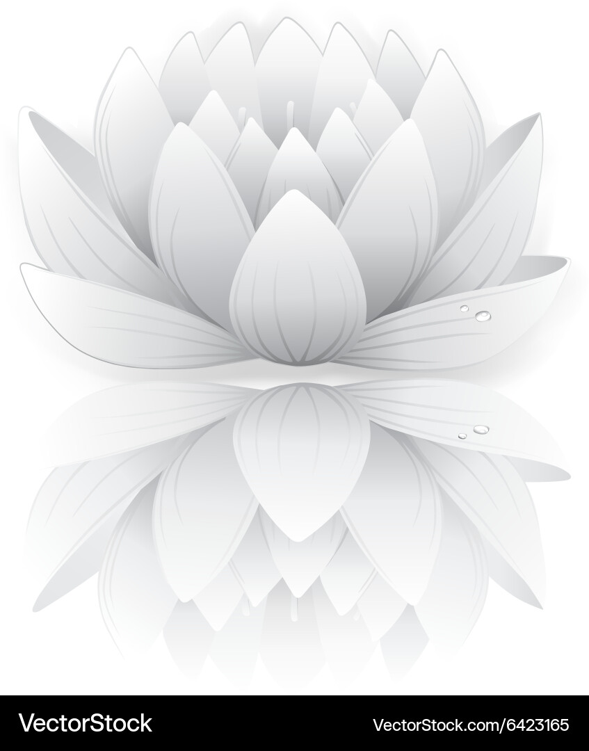 Grey lotus Royalty Free Vector Image - VectorStock