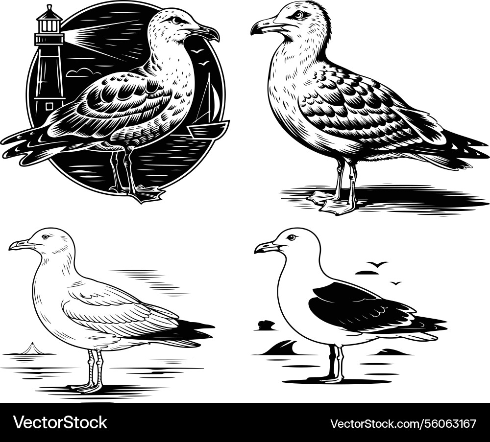 Albatross line art silhouette Royalty Free Vector Image