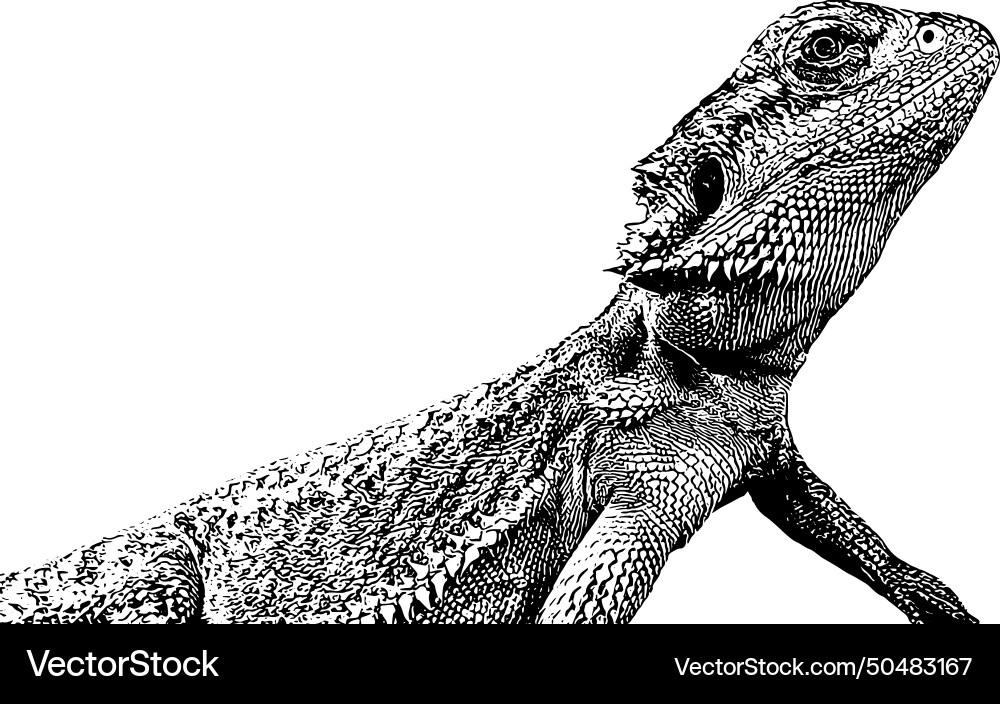 Bearded dragon sketch Royalty Free Vector Image