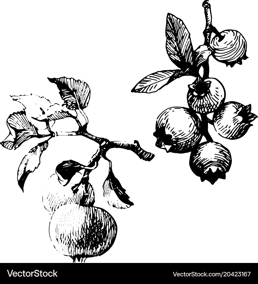 Fruit branches black ink drawing Royalty Free Vector Image