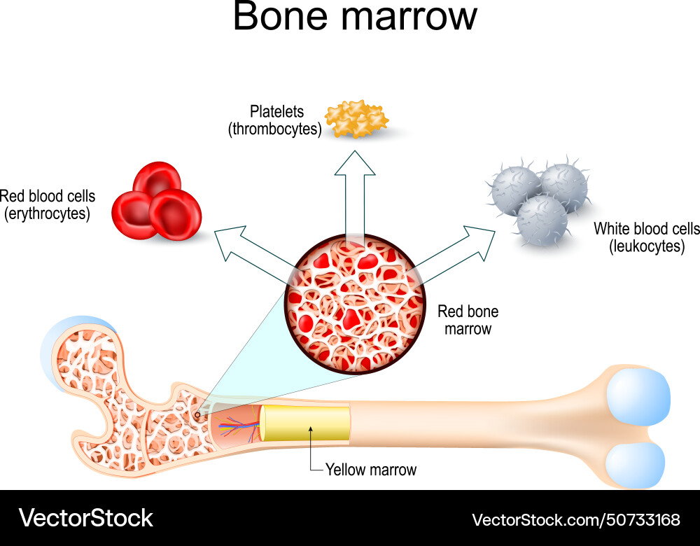 Bone marrow hematopoiesis Royalty Free Vector Image