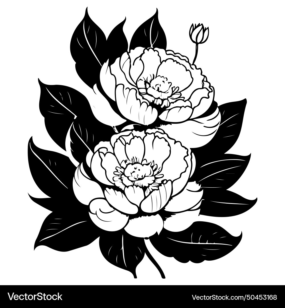 Doodle peony spring summer flowers sketch hand Vector Image
