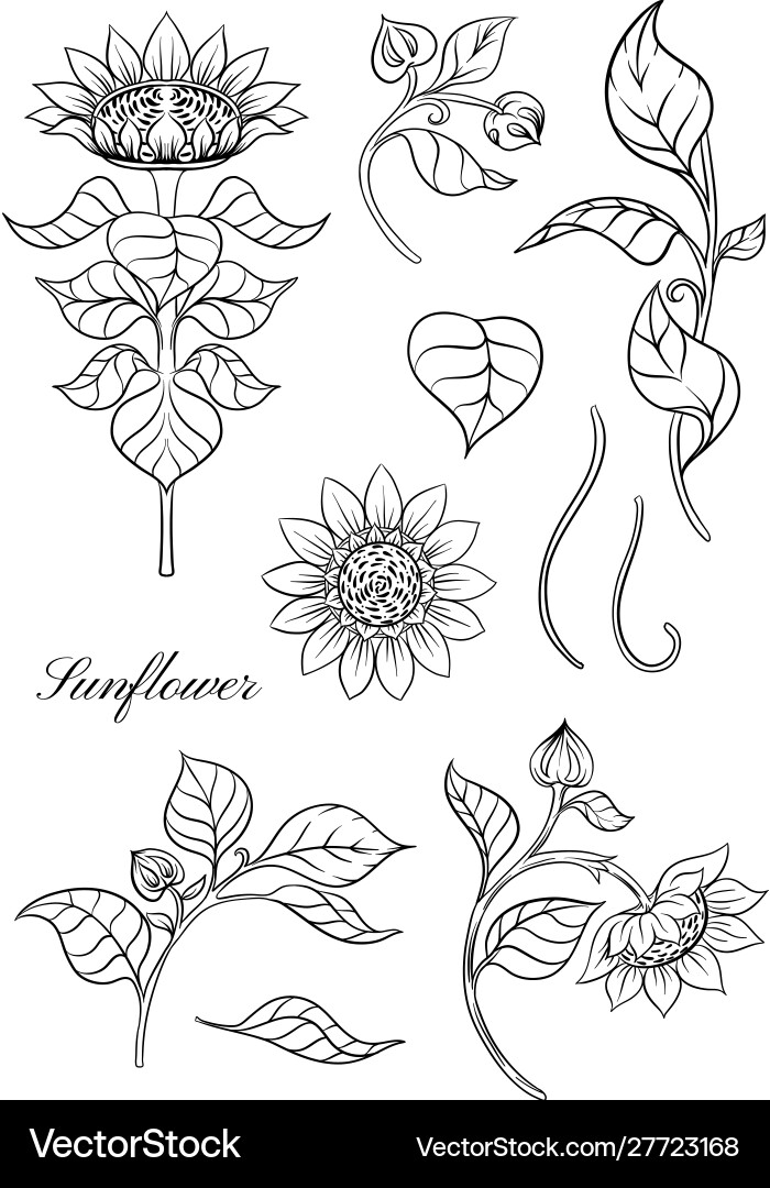 Sunflower color Royalty Free Vector Image - VectorStock