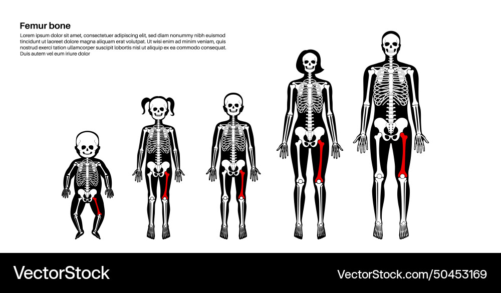 Femur bone anatomy Royalty Free Vector Image - VectorStock
