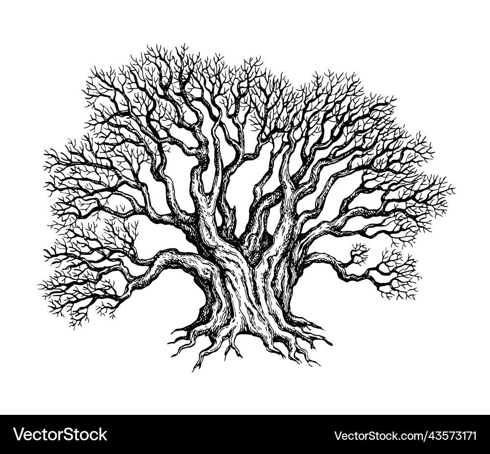 Withered old big yew tree Royalty Free Vector Image
