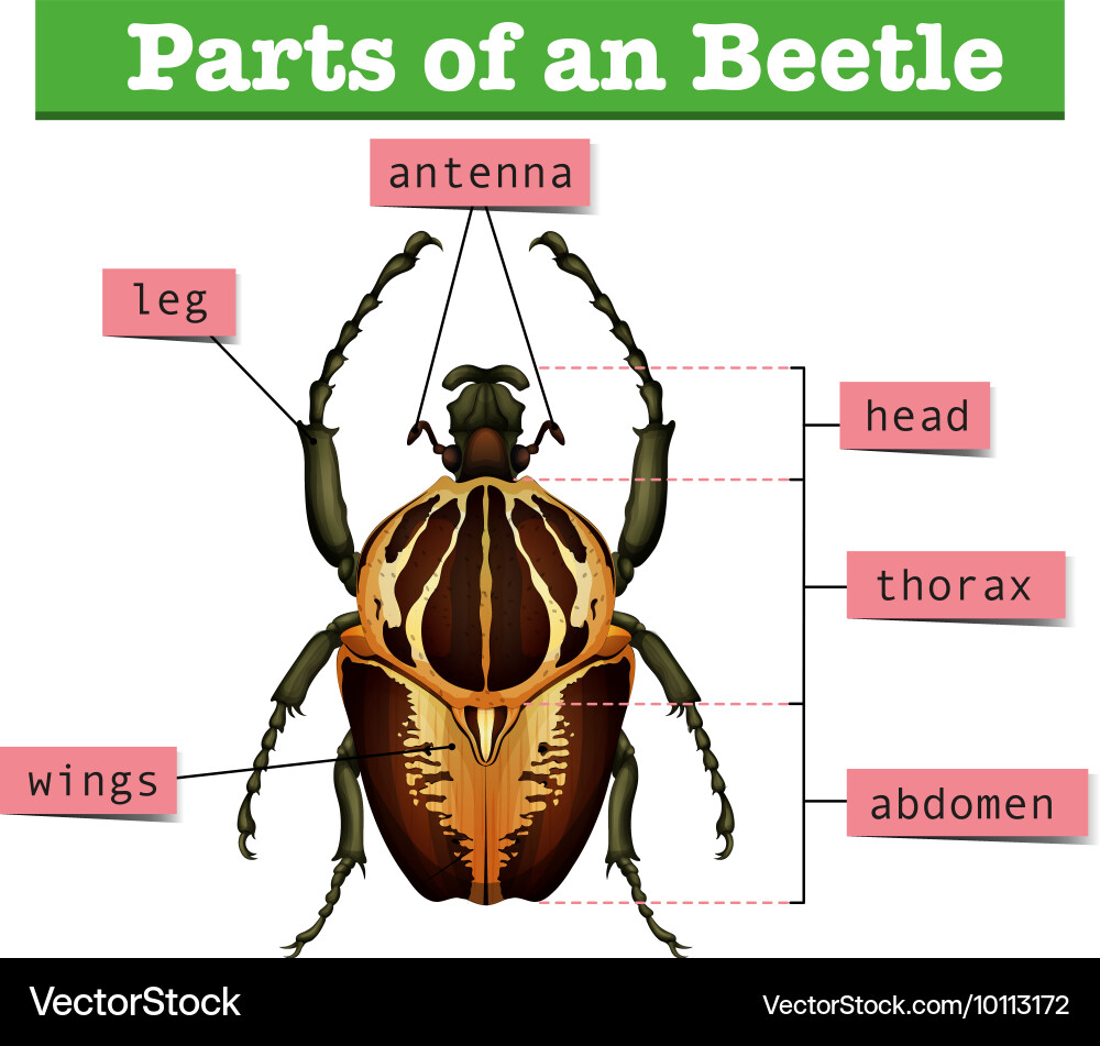 Diagram showing different parts of beetle Vector Image