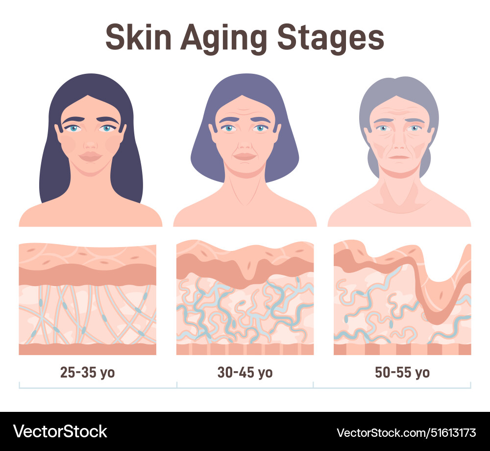 Aging process face skin structure changes cross Vector Image