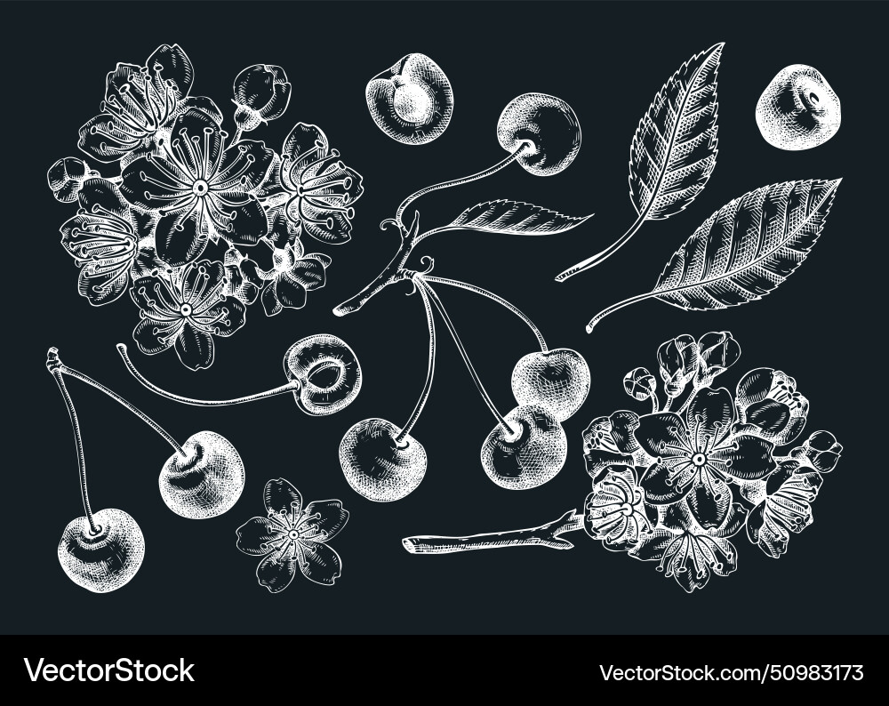 Berry fruit drawings on chalkboard cherry berries Vector Image